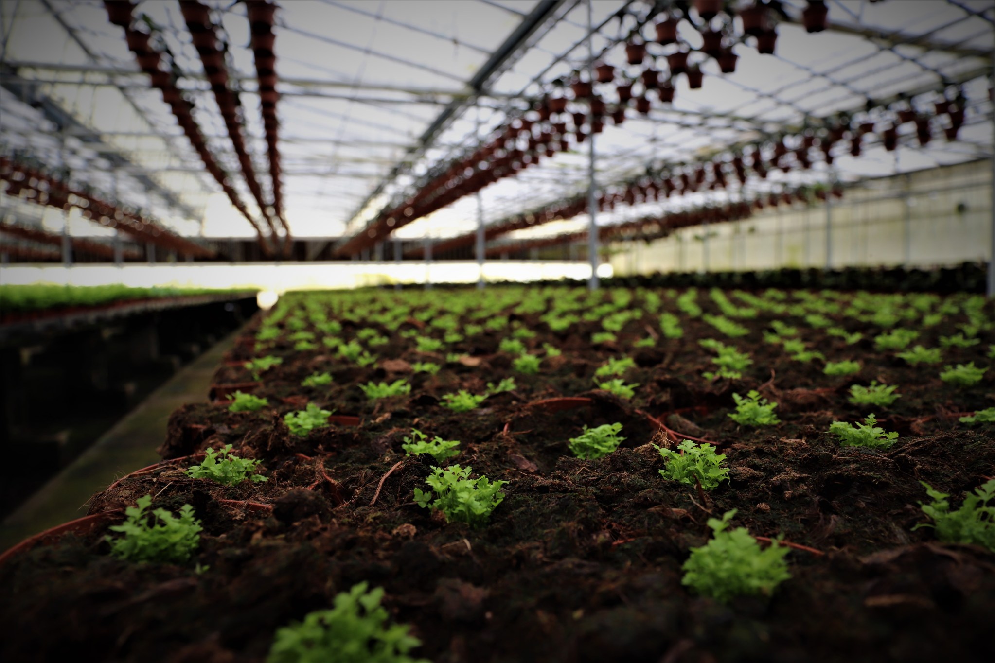 Our Story – Mountain View Nursery